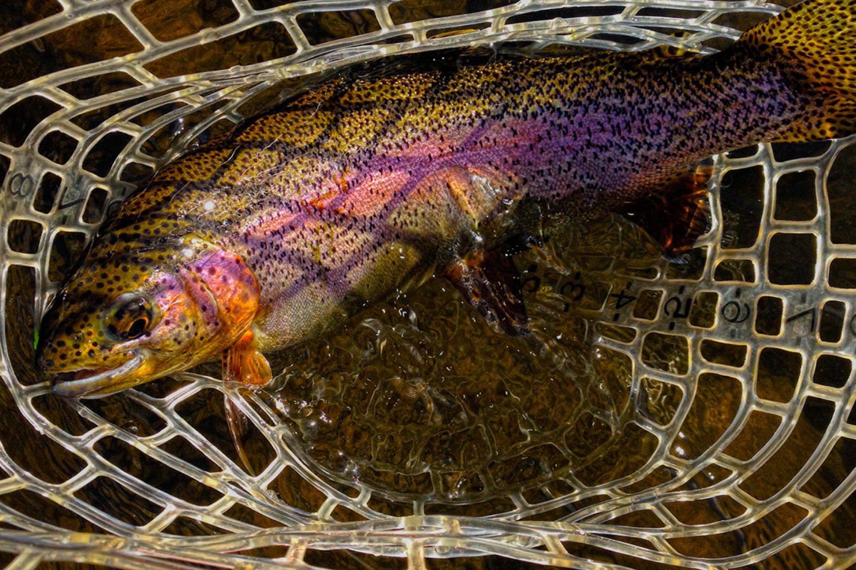 Colorado Gold Medal Waters – Colorado Gold Medal Waters