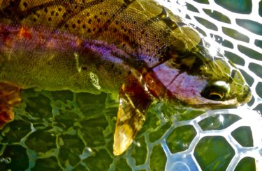 Colorado Gold Medal Waters – Colorado Gold Medal Waters